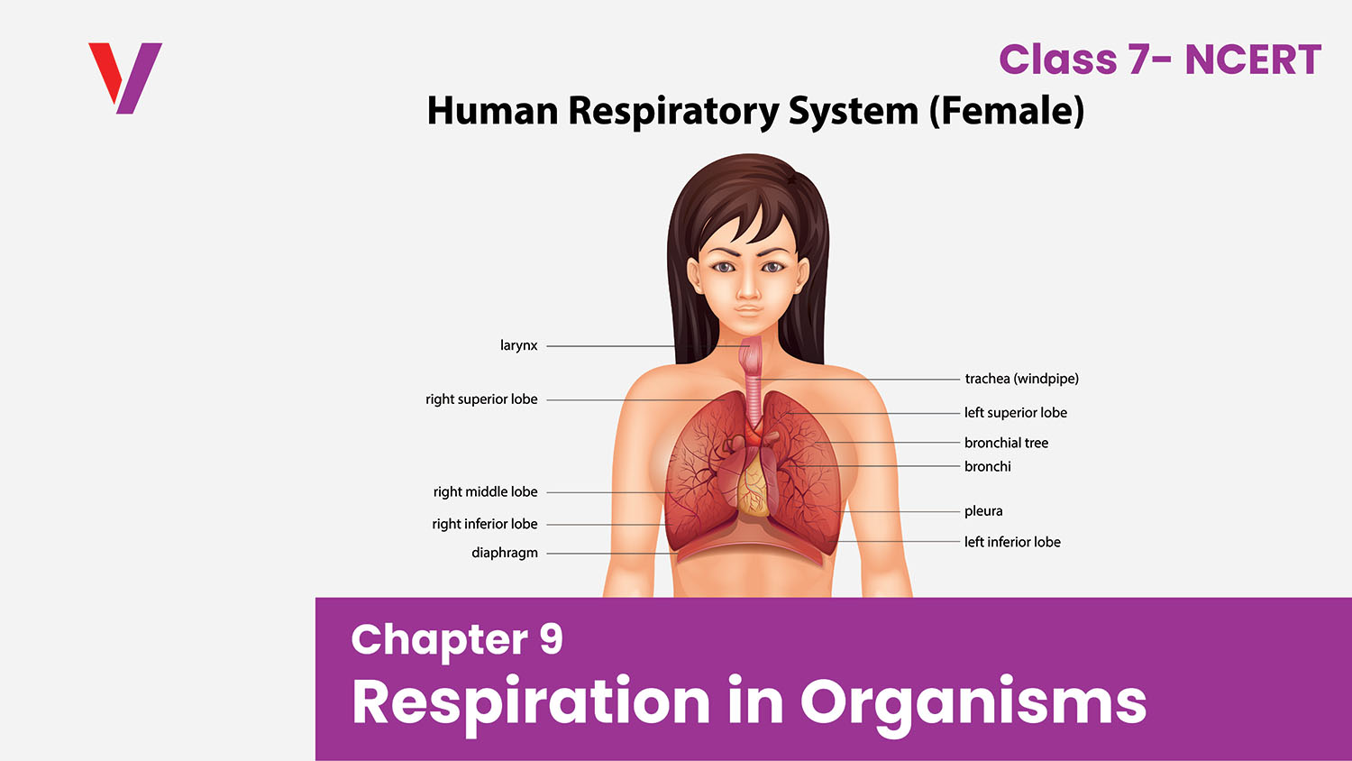 Class 7-Science Q & A Solved NCERT | Vikrant Academy®